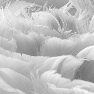 Товары из материала перья Light Grey Feathers | Home Concept